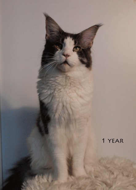 Vrh R /Litter R :: Czechroyallynx